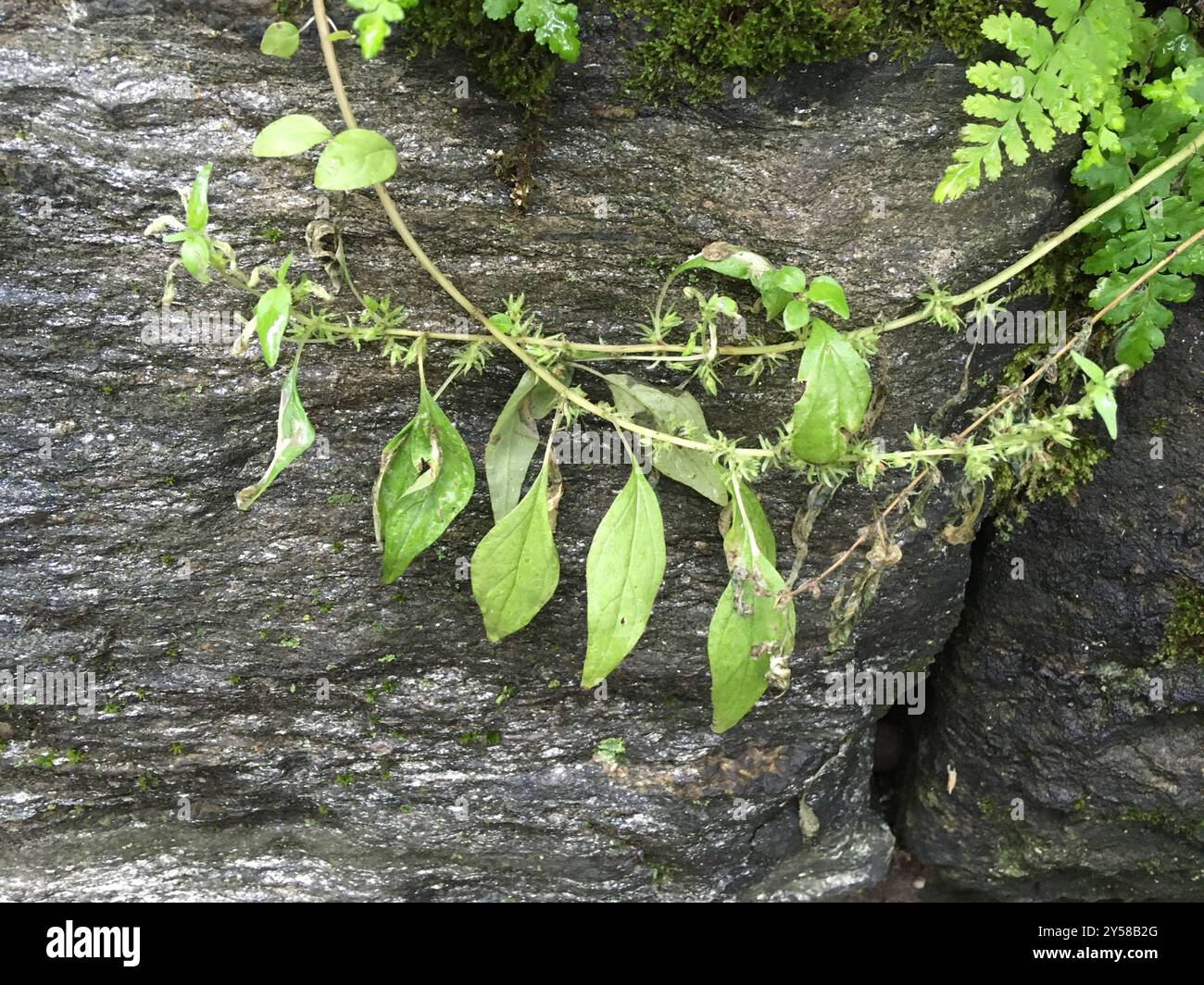 Pennsylvania pellitory (Parietaria pensylvanica) Plantae Stock Photo ...