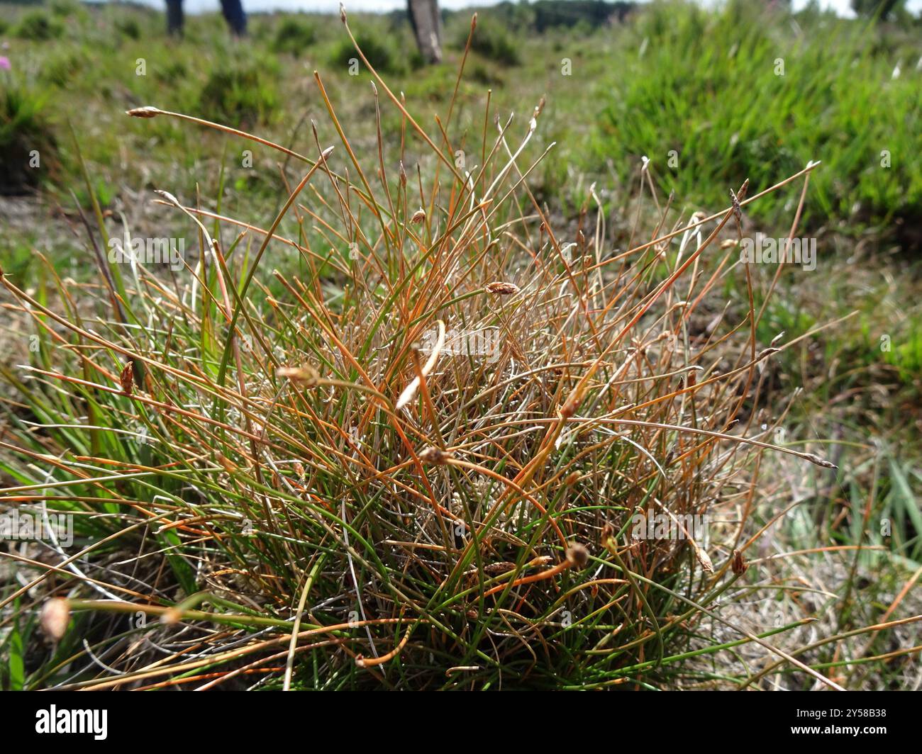 Many-stalked Spike-rush (Eleocharis multicaulis) Plantae Stock Photo ...
