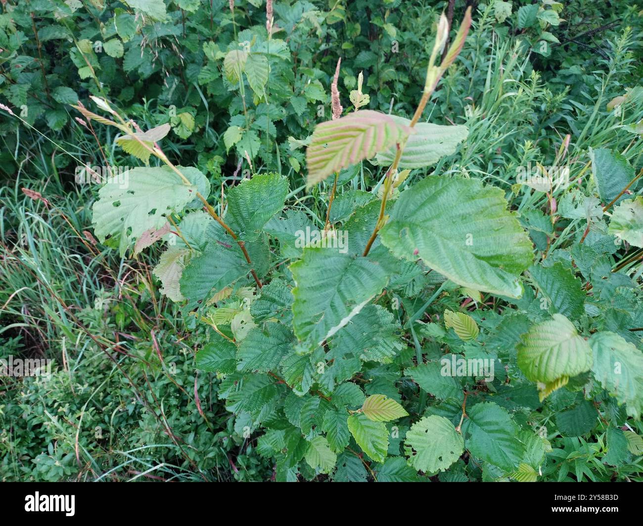 grey alder (Alnus incana) Plantae Stock Photo - Alamy