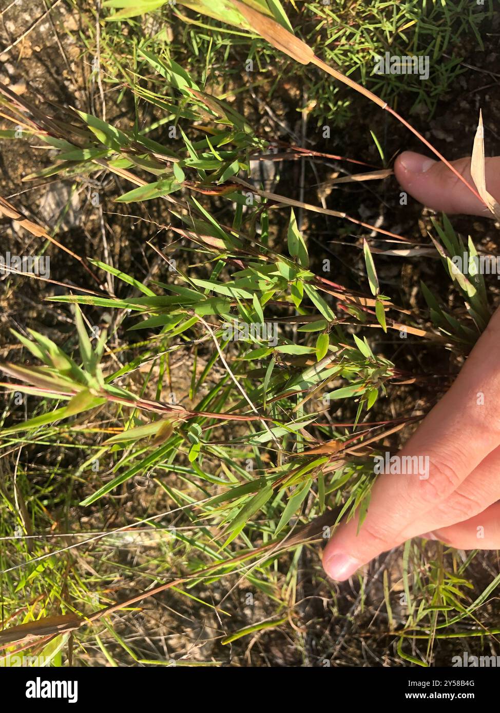 Lindheimer's Panicgrass (Dichanthelium lindheimeri) Plantae Stock Photo ...