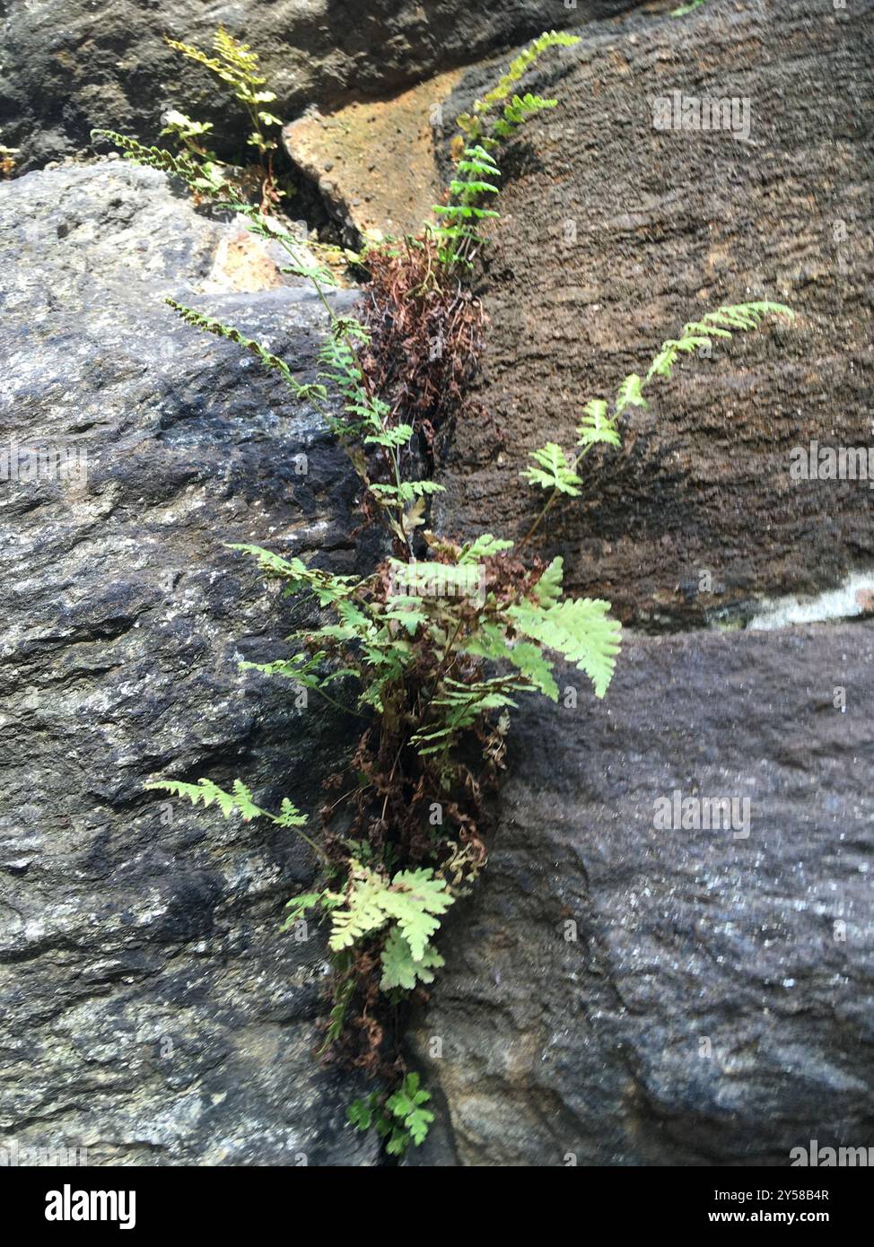 ferns (Polypodiopsida) Plantae Stock Photo - Alamy