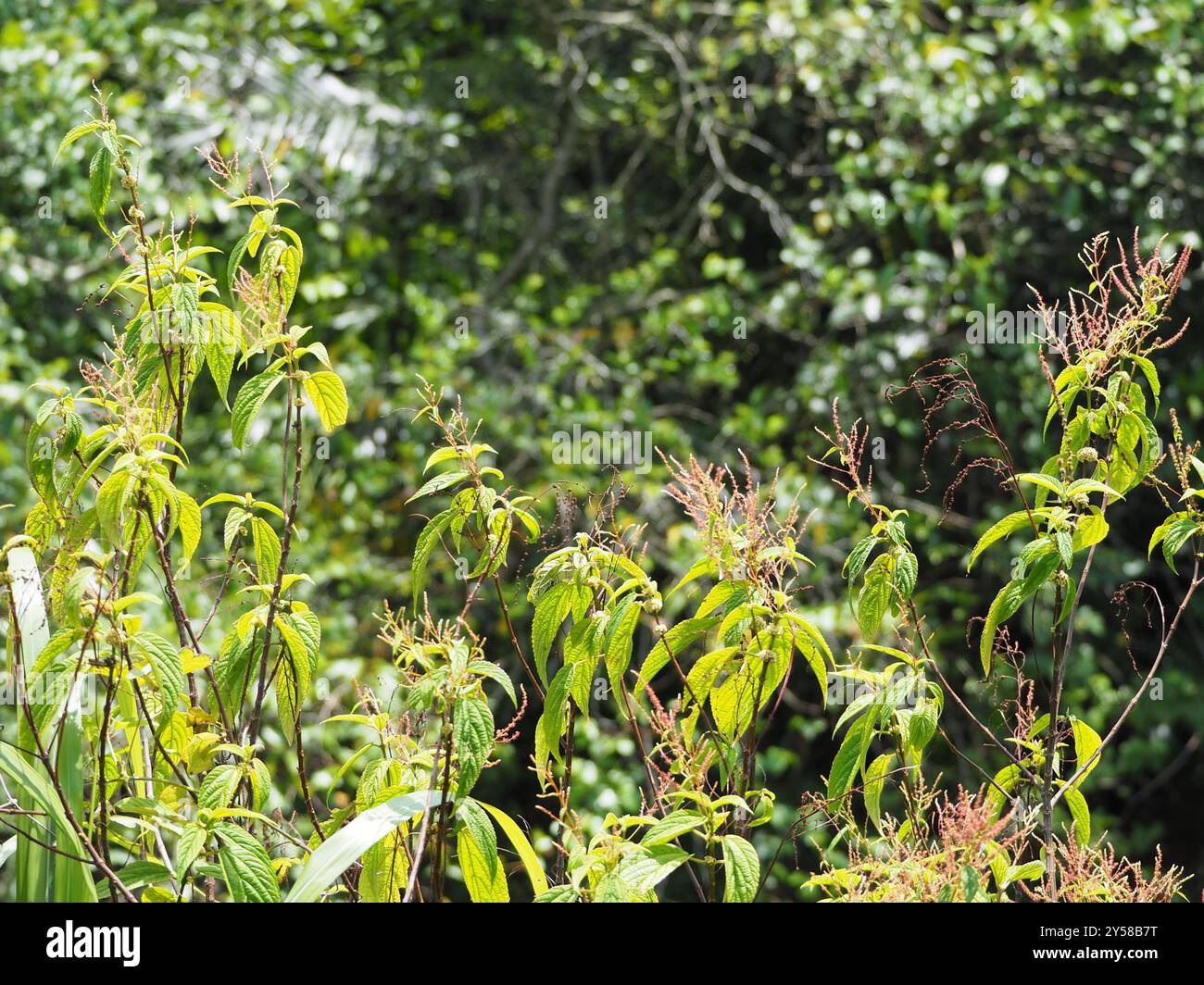(Boehmeria zollingeriana podocarpa) Plantae Stock Photo - Alamy