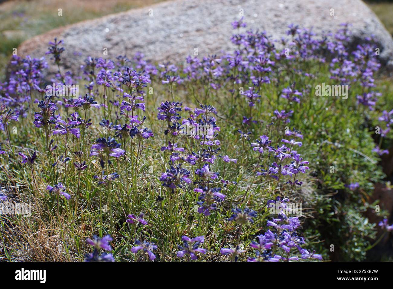 Sierra Penstemon (Penstemon heterodoxus) Plantae Stock Photo - Alamy