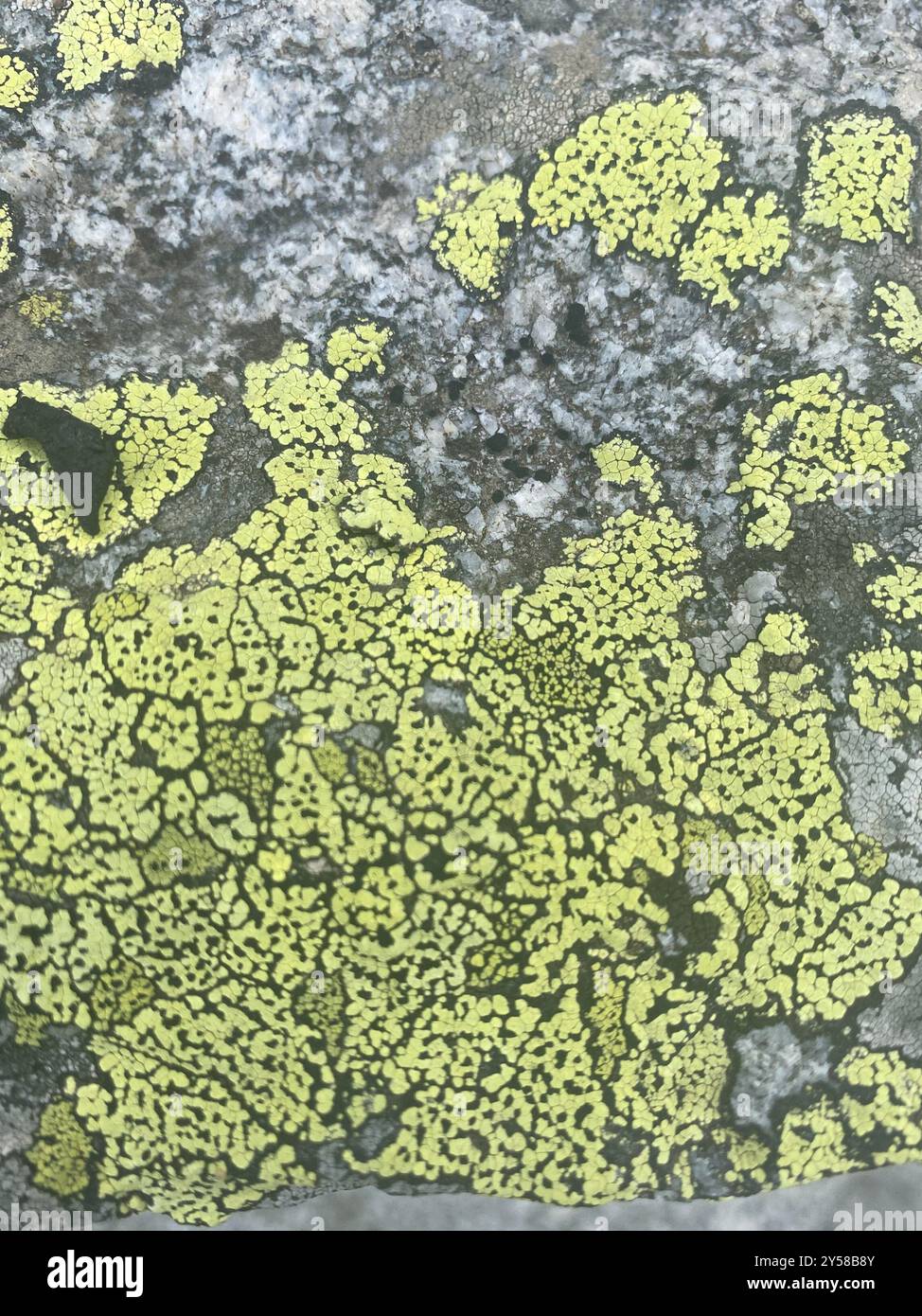 yellow map lichen (Rhizocarpon geographicum) Fungi Stock Photo - Alamy