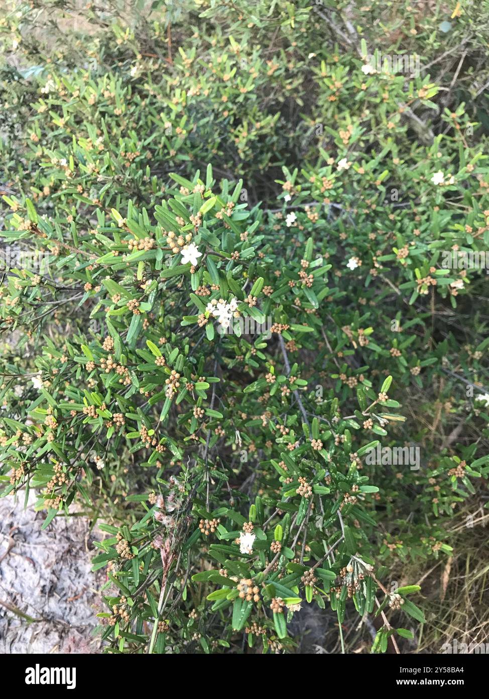 wallum phebalium (Phebalium woombye) Plantae Stock Photo - Alamy