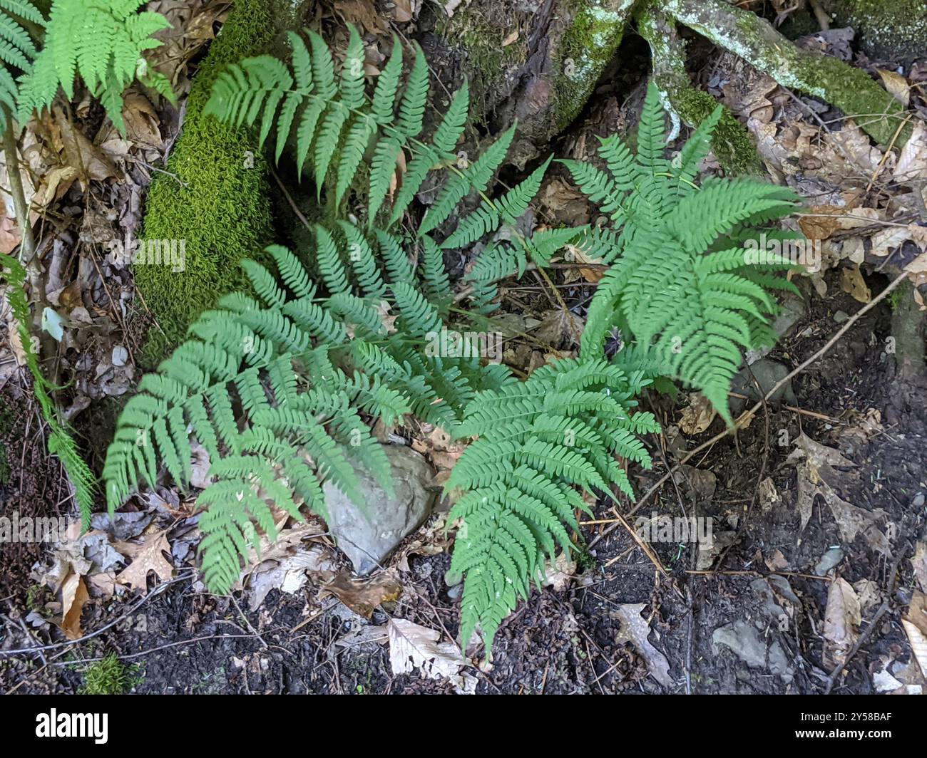 marginal wood fern (Dryopteris marginalis) Plantae Stock Photo - Alamy