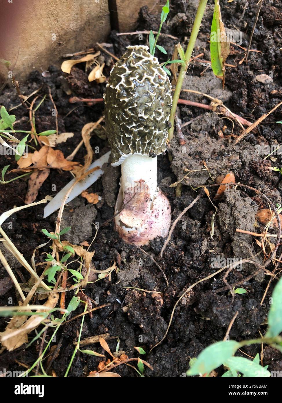 dune stinkhorn (Phallus hadriani) Fungi Stock Photo - Alamy