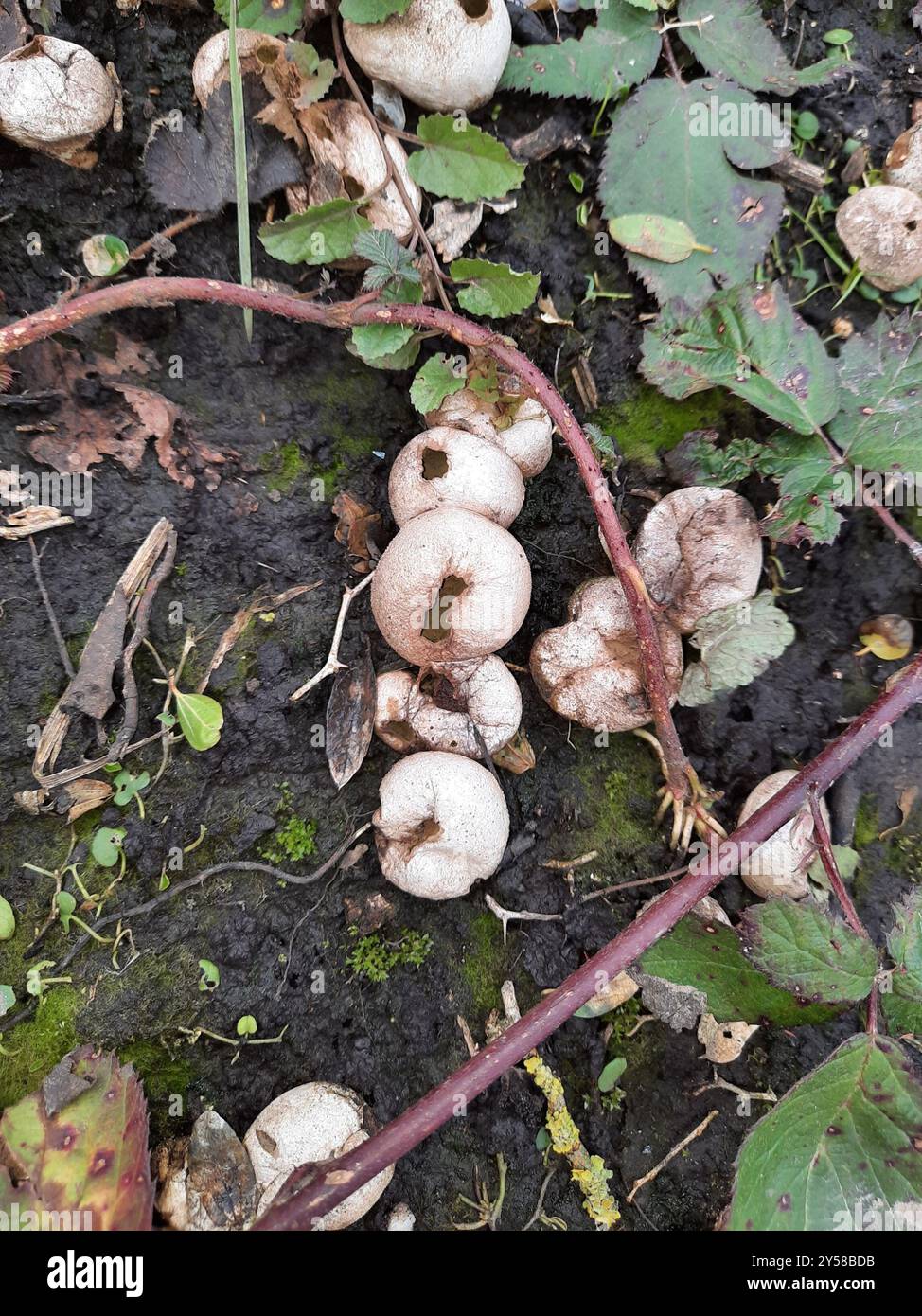 puffballs (Lycoperdaceae) Fungi Stock Photo - Alamy
