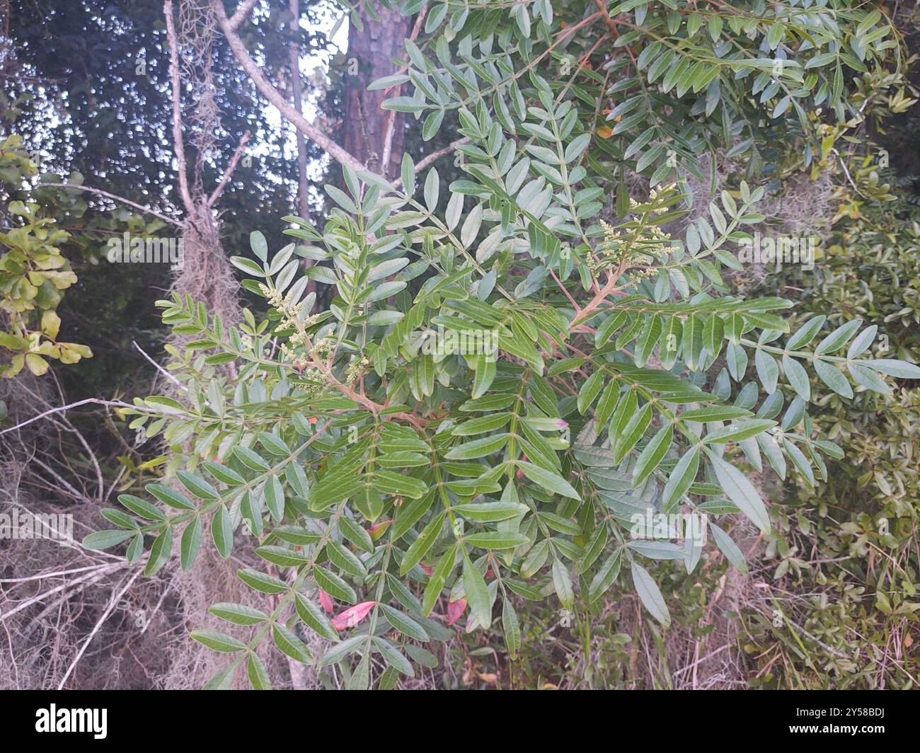 shining sumac (Rhus copallinum) Plantae Stock Photo - Alamy