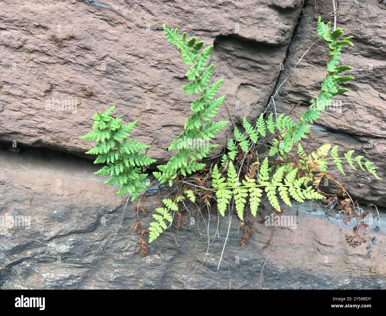 ferns (Polypodiopsida) Plantae Stock Photo - Alamy