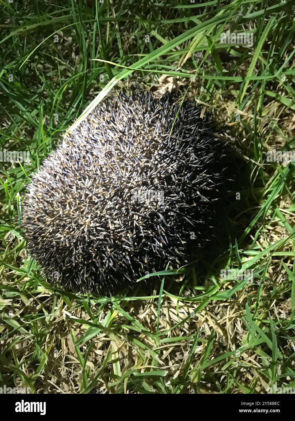 Common Hedgehog (Erinaceus europaeus) Mammalia Stock Photo - Alamy