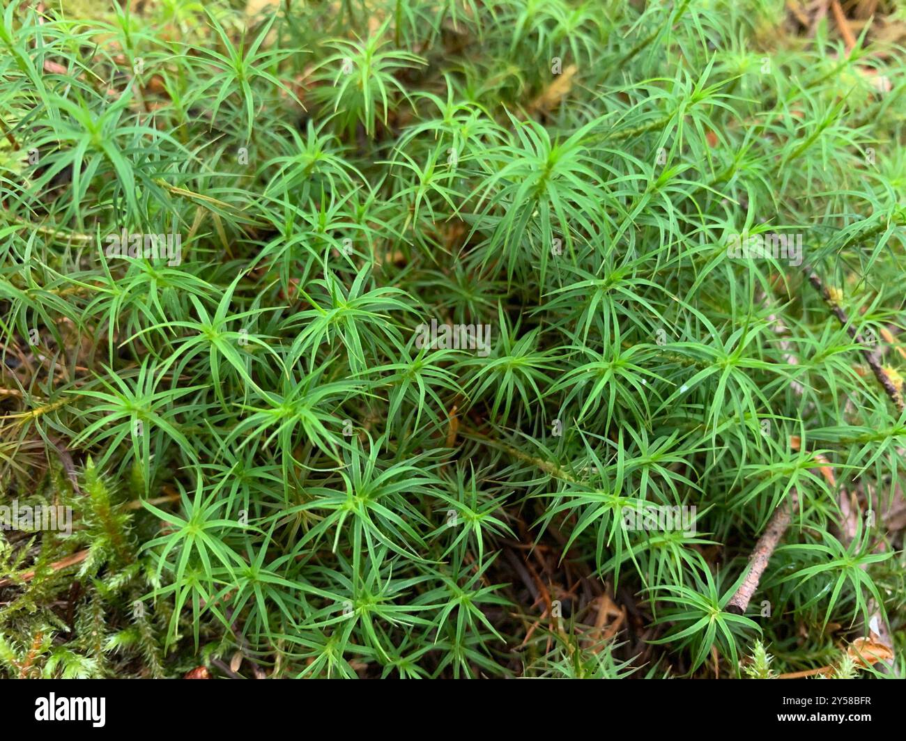 Common Haircap Moss (Polytrichum commune) Plantae Stock Photo - Alamy