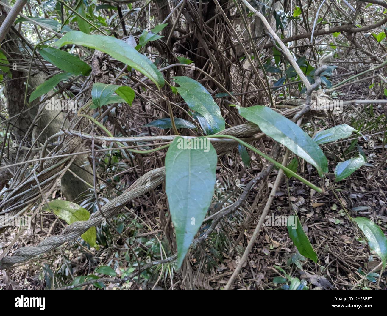 birdwing butterfly vine (Aristolochia praevenosa) Plantae Stock Photo ...
