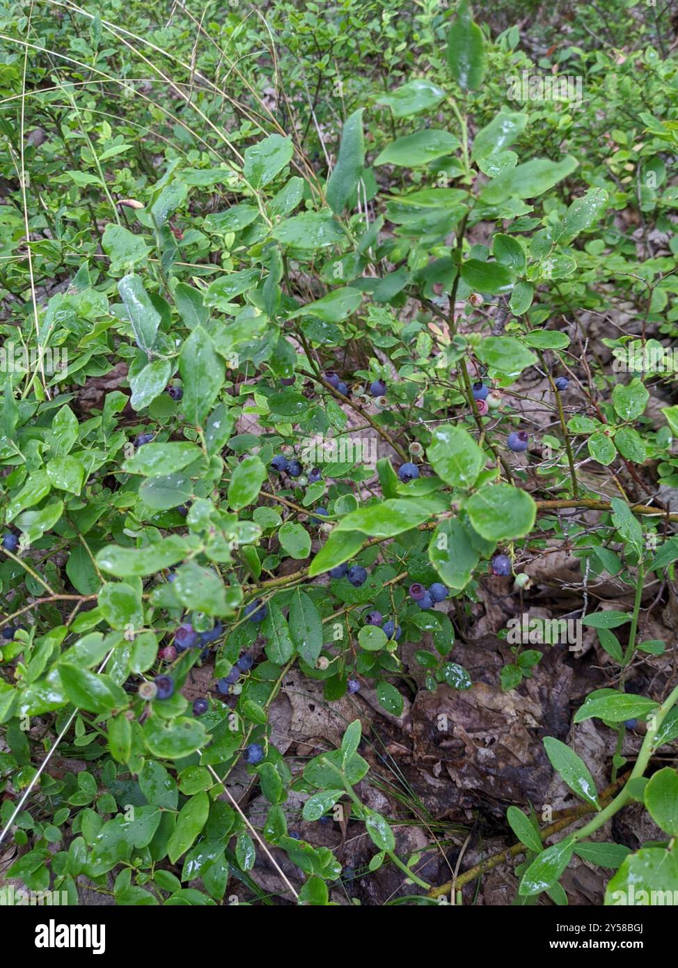 lowbush blueberry (Vaccinium angustifolium) Plantae Stock Photo - Alamy