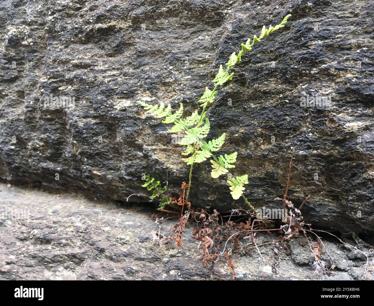 ferns (Polypodiopsida) Plantae Stock Photo - Alamy
