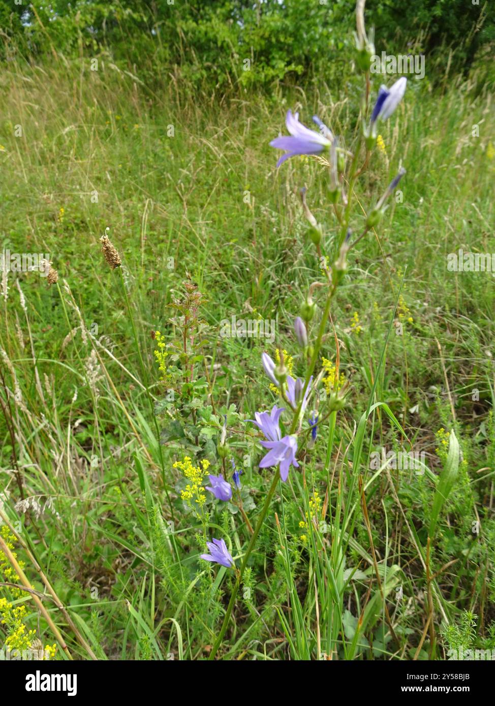 Rampion (Campanula rapunculus) Plantae Stock Photo - Alamy