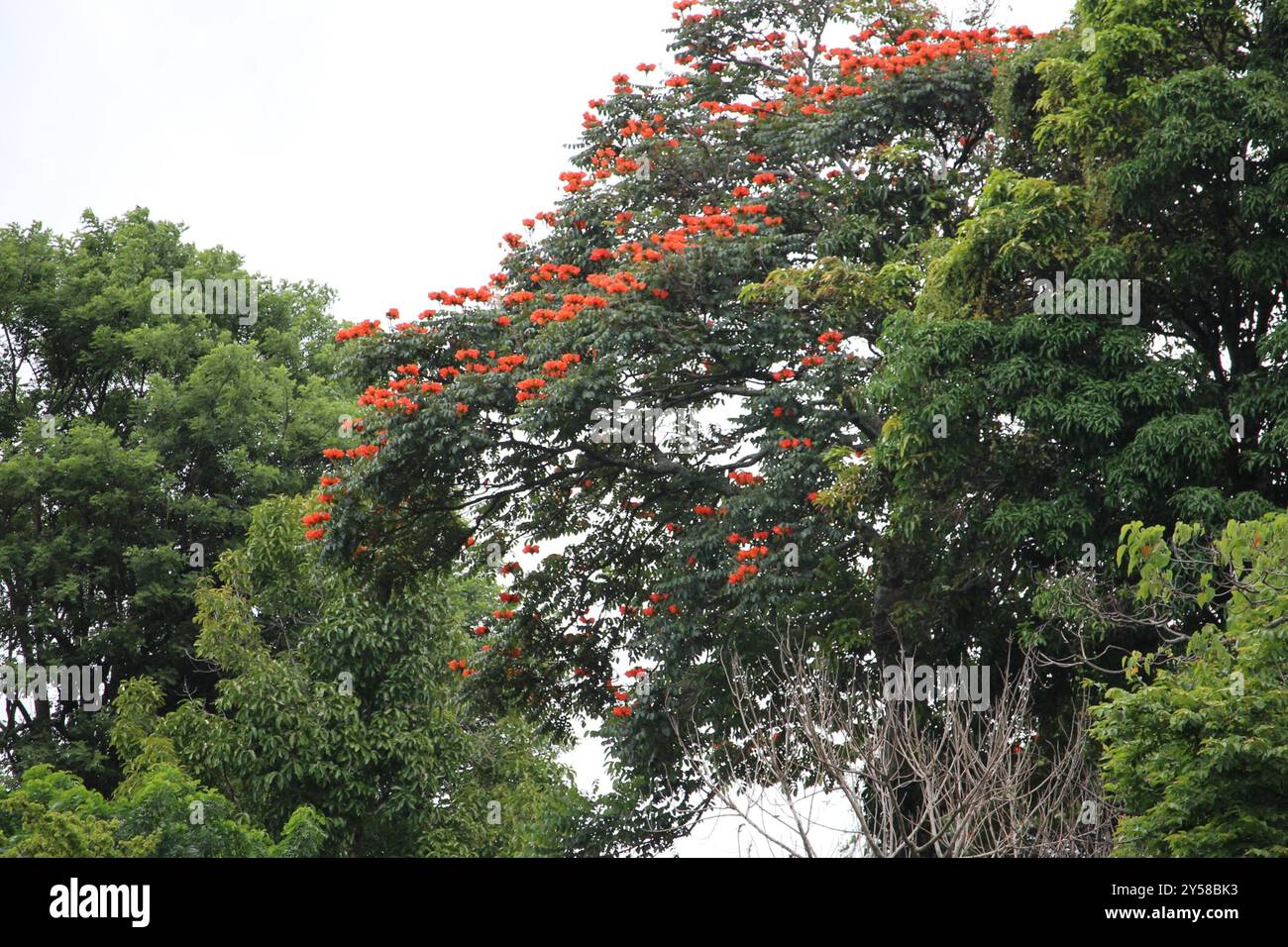 African tulip tree (Spathodea campanulata) Plantae Stock Photo - Alamy