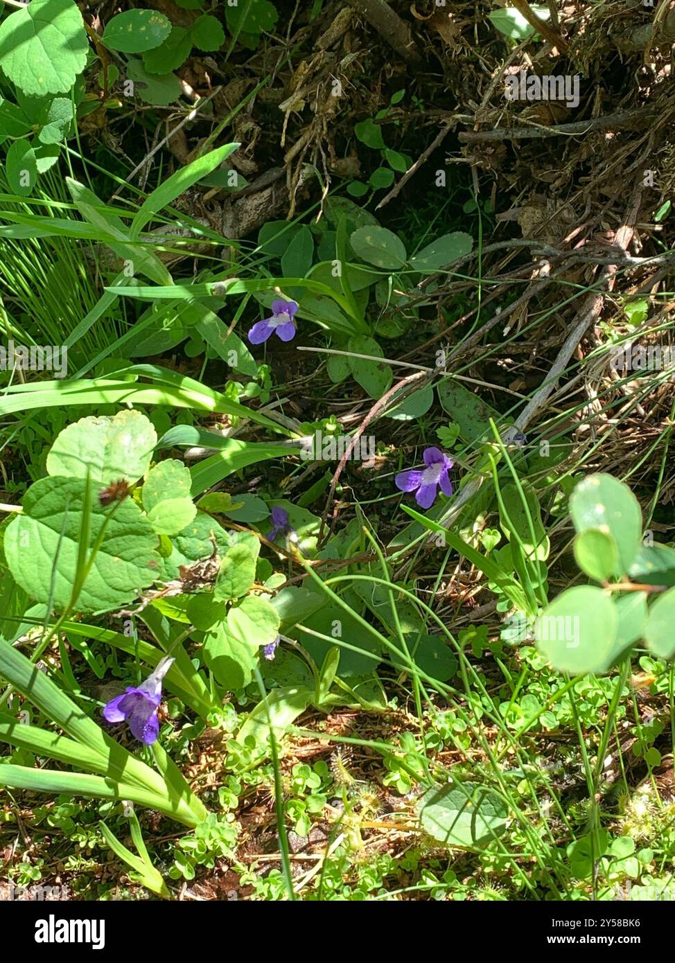 Common Butterwort (Pinguicula vulgaris) Plantae Stock Photo - Alamy