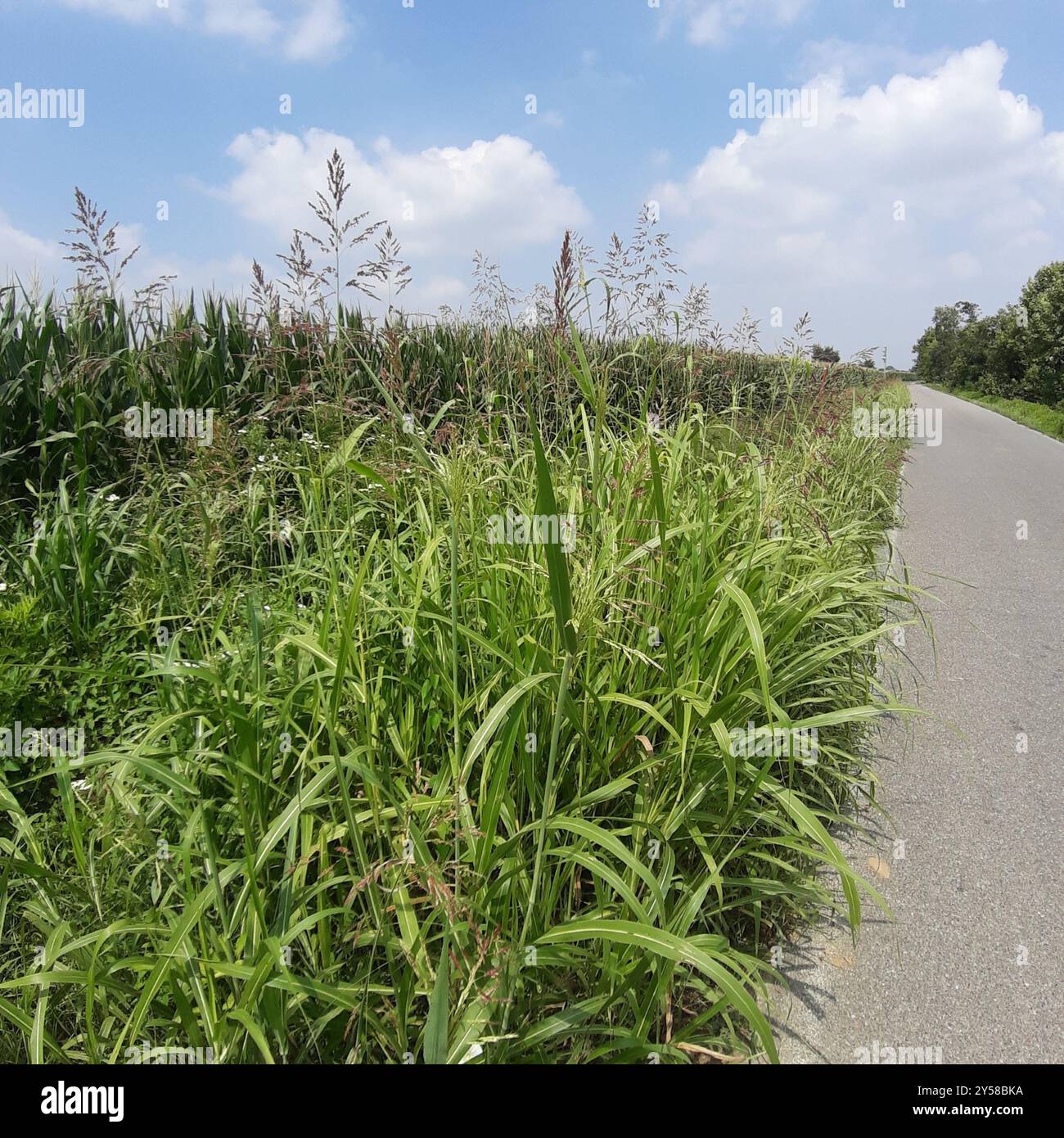 Johnson grass (Sorghum halepense) Plantae Stock Photo - Alamy