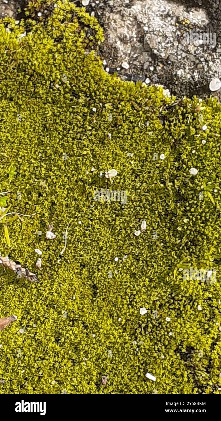 Bonfire moss (Funaria hygrometrica) Plantae Stock Photo - Alamy