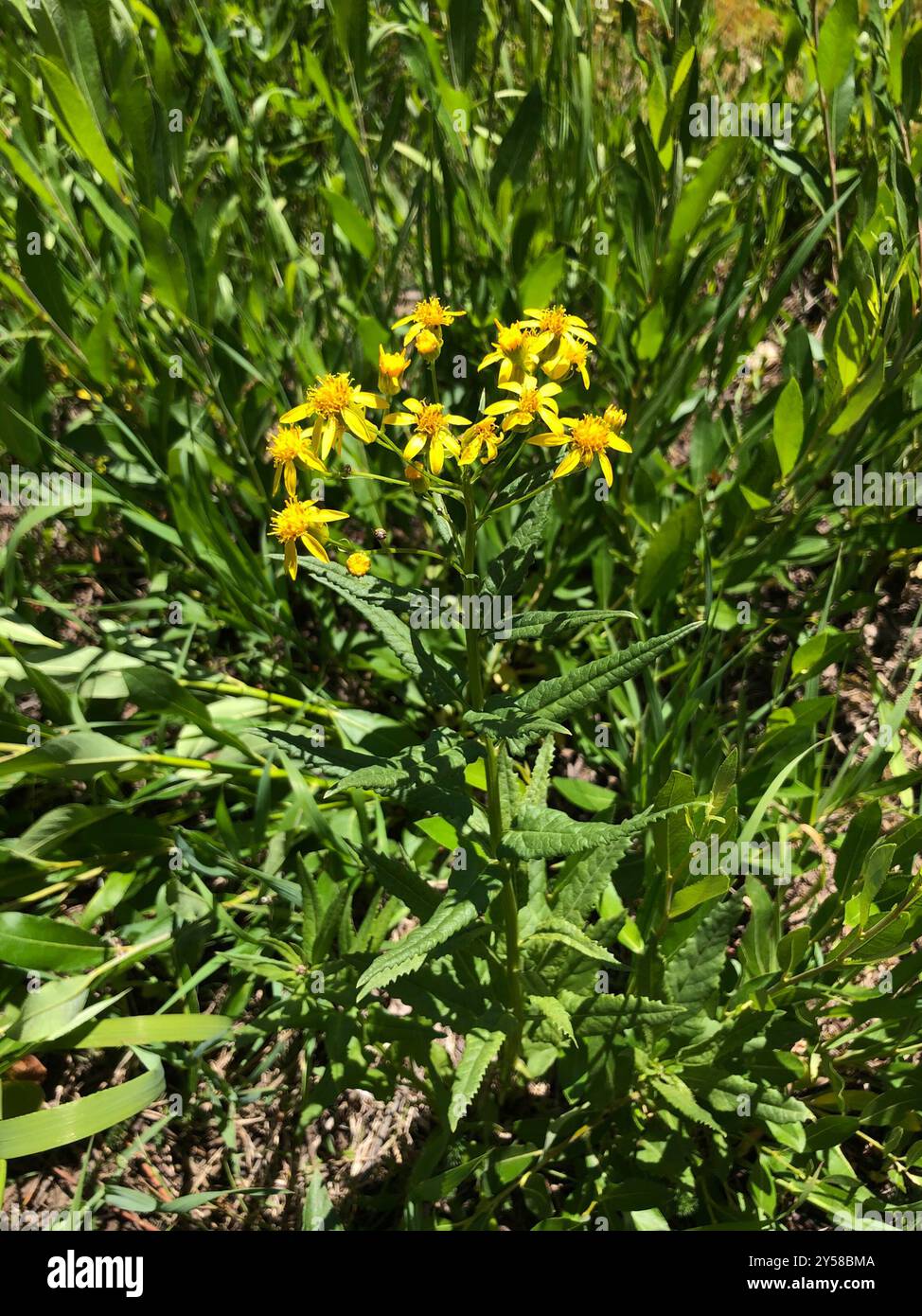 Arrowleaf Senecio (Senecio triangularis) Plantae Stock Photo - Alamy