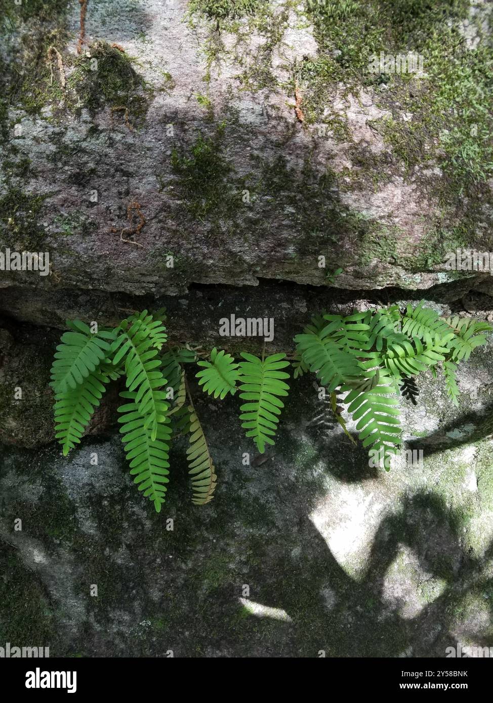 resurrection fern (Pleopeltis michauxiana) Plantae Stock Photo - Alamy