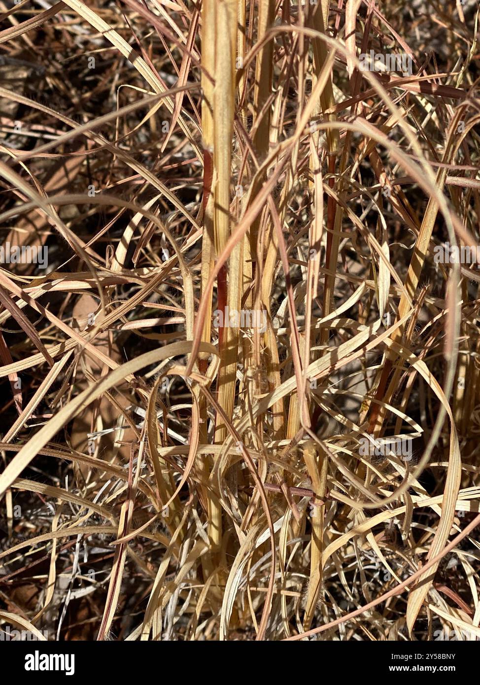 Kangaroo Grass (Themeda triandra) Plantae Stock Photo - Alamy