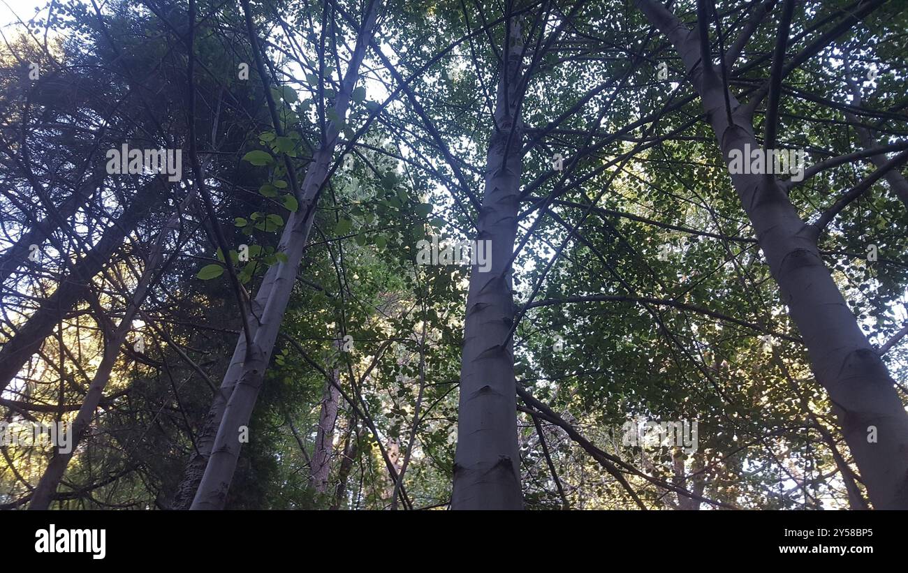 white alder (Alnus rhombifolia) Plantae Stock Photo - Alamy