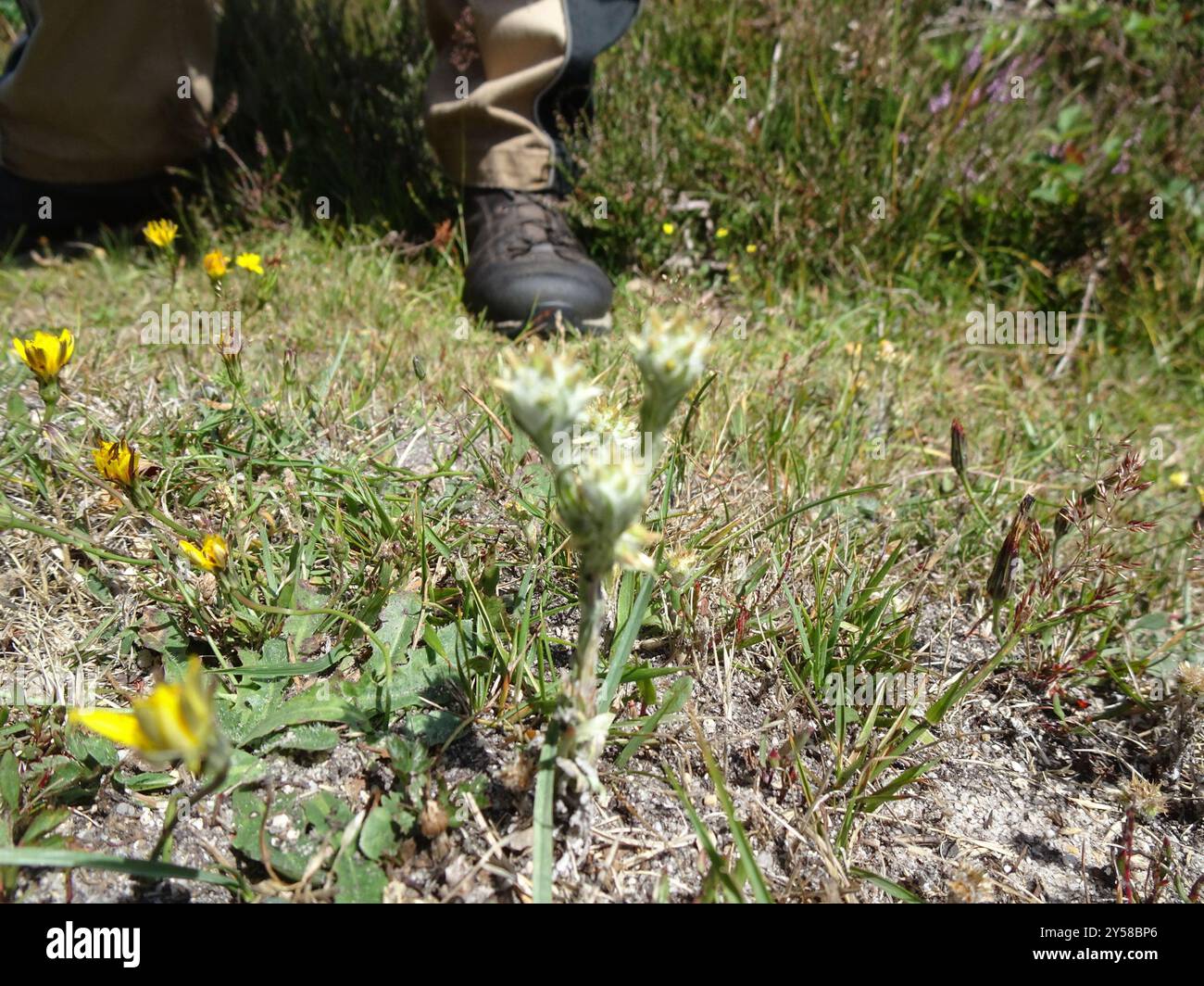 Common Cudweed (Filago germanica) Plantae Stock Photo - Alamy