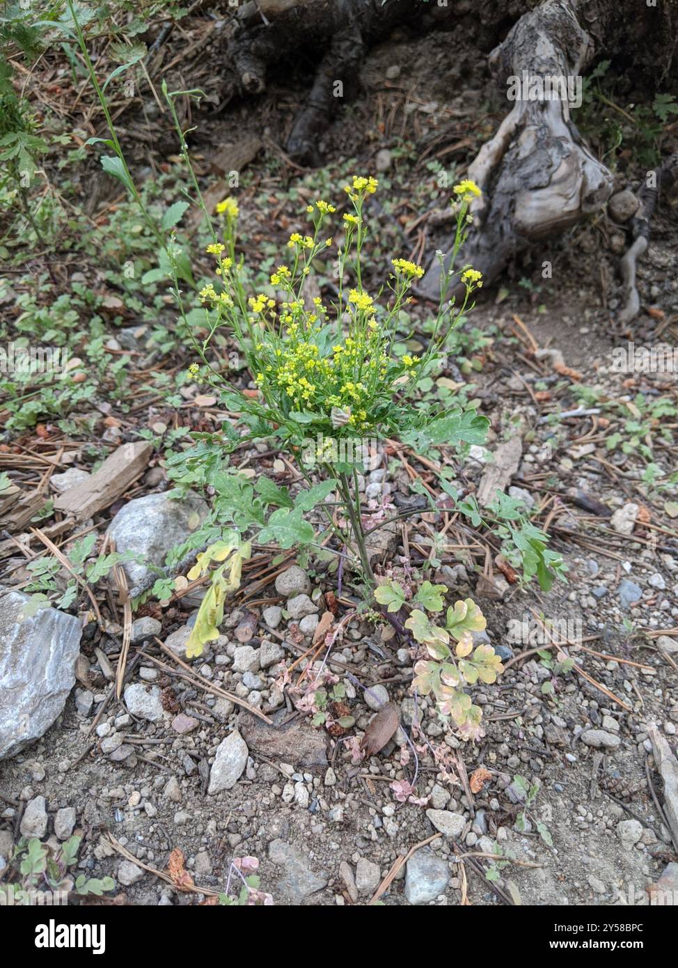 Creeping Yellowcress (Rorippa sylvestris) Plantae Stock Photo - Alamy