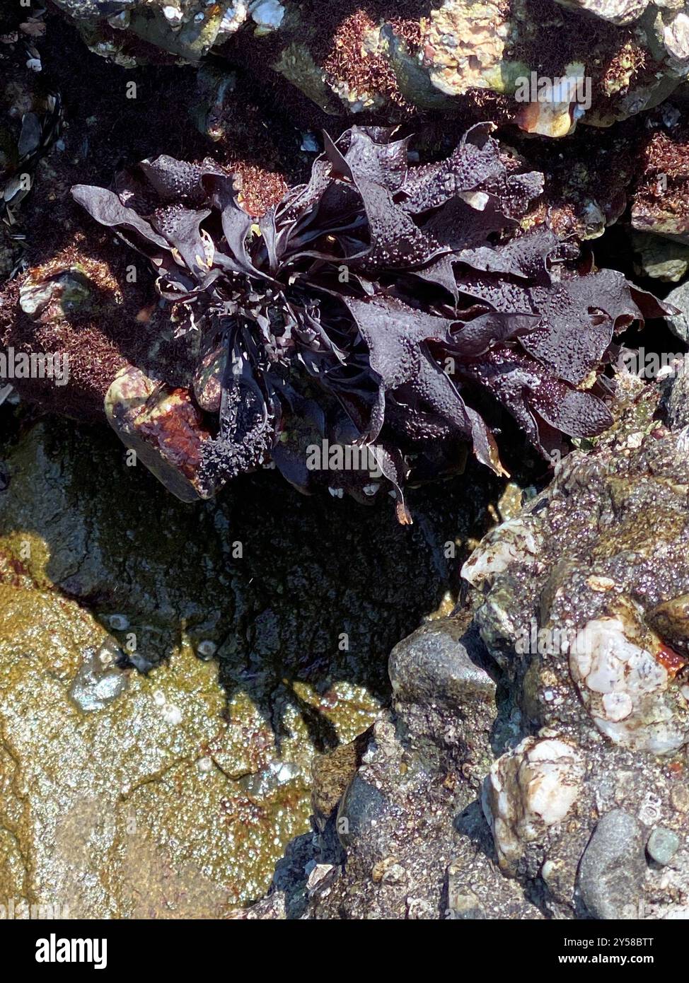 Turkish washcloth (Mastocarpus papillatus) Plantae Stock Photo - Alamy