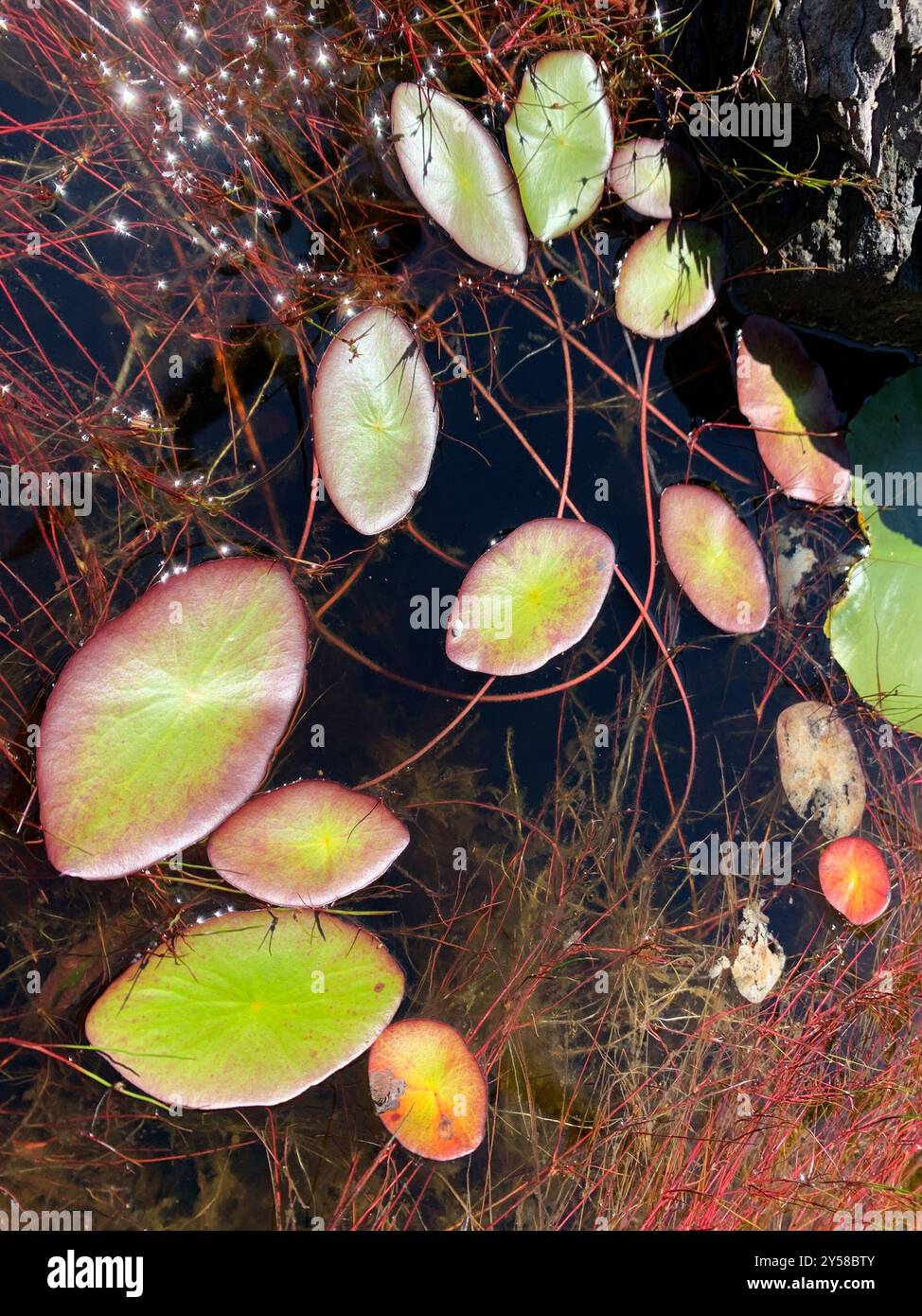 Watershield (Brasenia schreberi) Plantae Stock Photo - Alamy