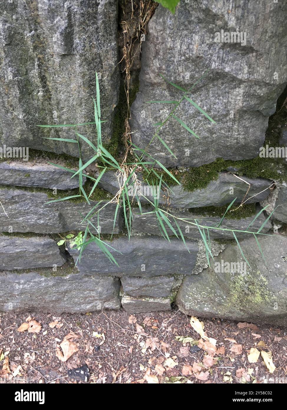 nimblewill (Muhlenbergia schreberi) Plantae Stock Photo - Alamy
