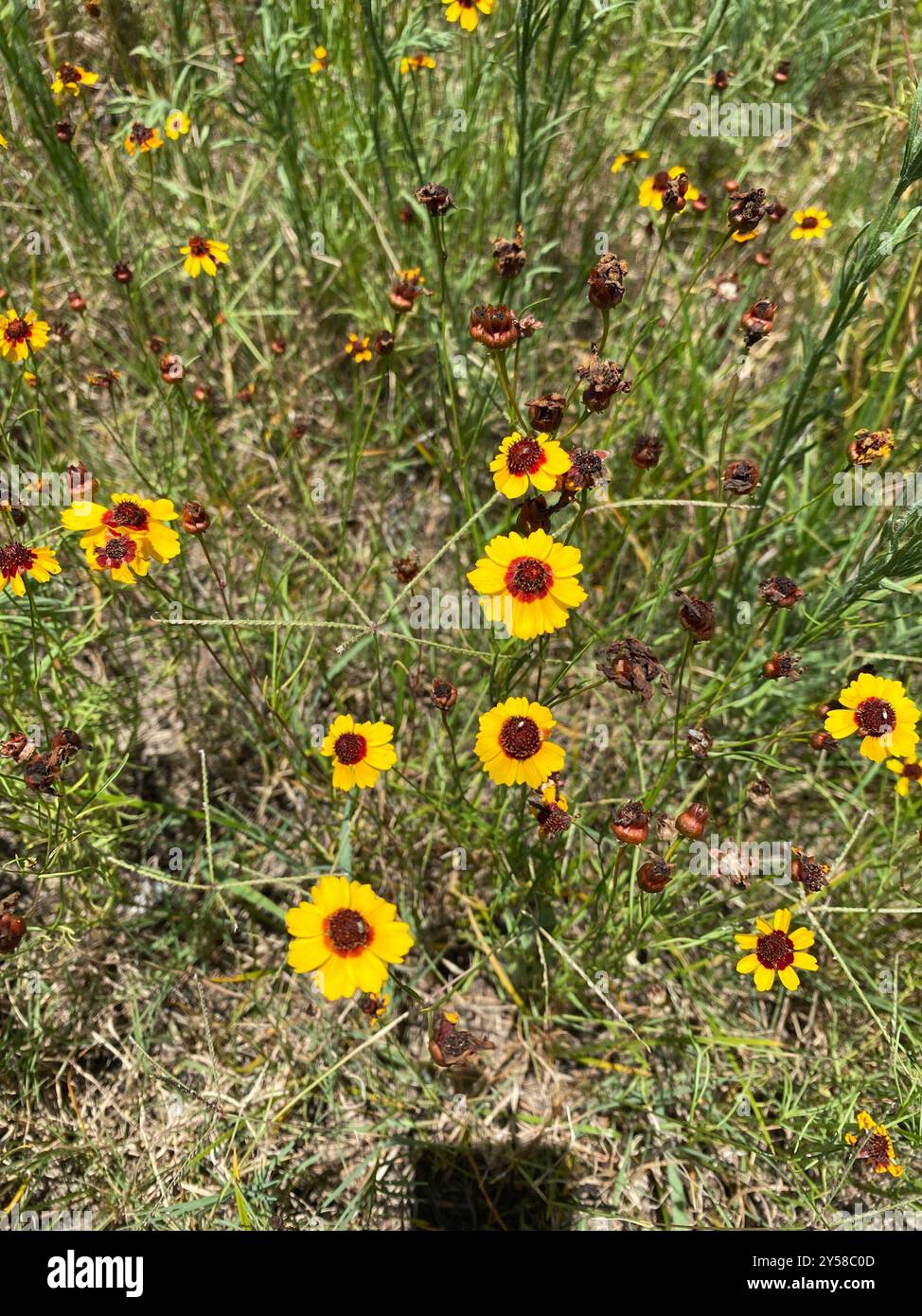 plains coreopsis (Coreopsis tinctoria) Plantae Stock Photo - Alamy