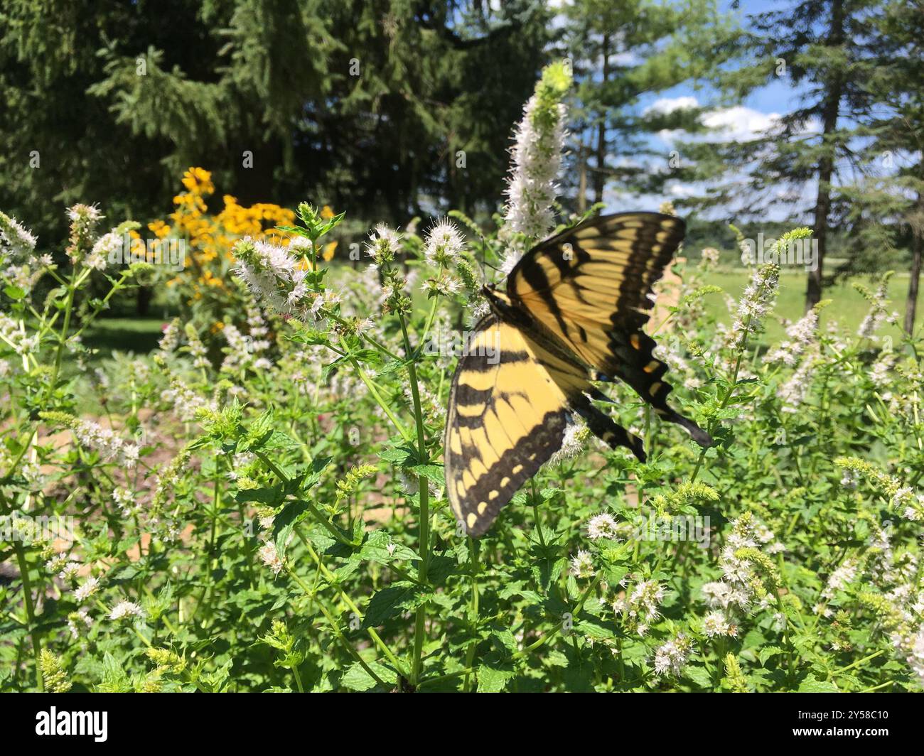 Eastern Tiger Swallowtail (Papilio glaucus) Insecta Stock Photo - Alamy