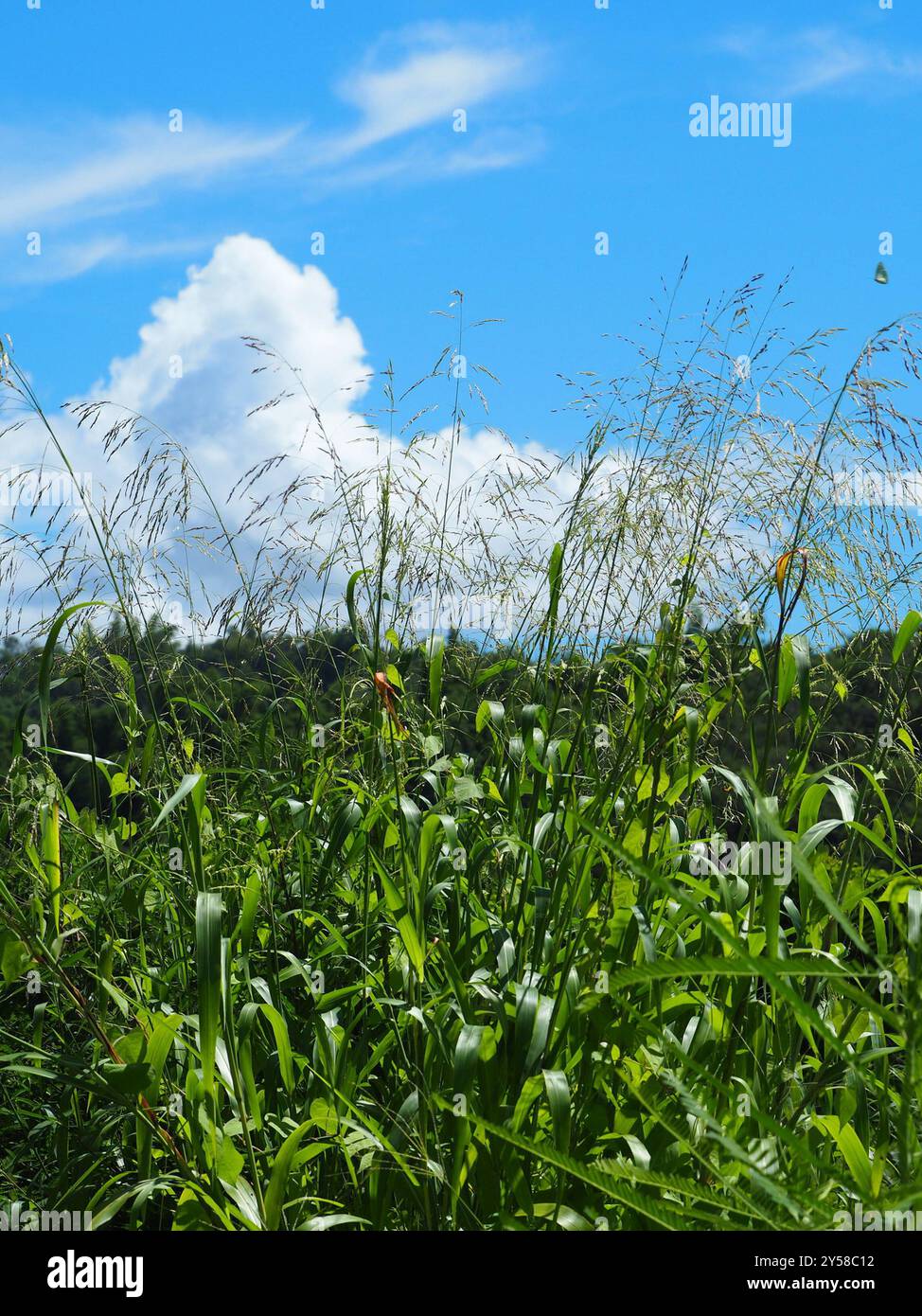 Wild Sorghum (Sorghum bicolor verticilliflorum) Plantae Stock Photo - Alamy