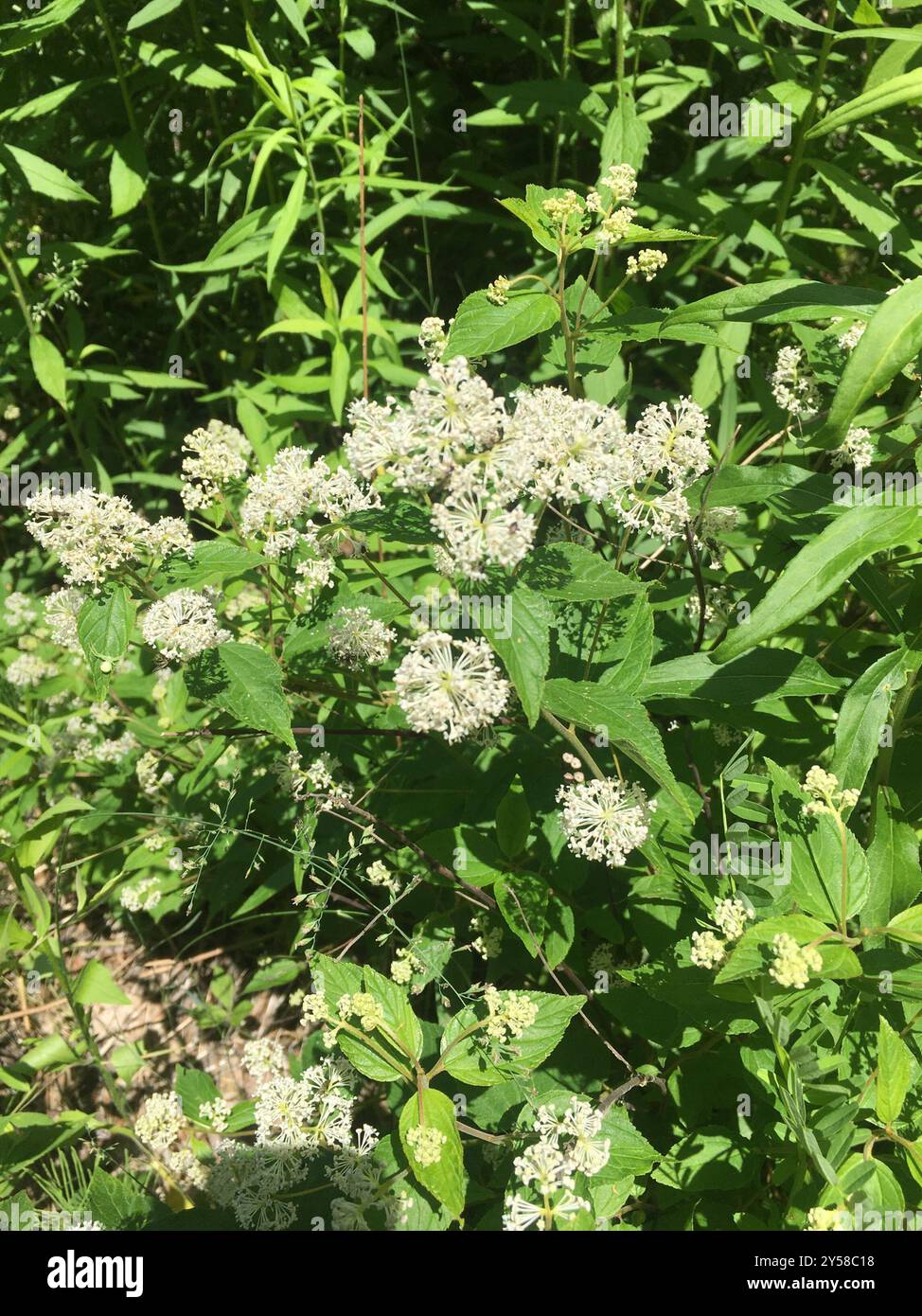 New Jersey tea (Ceanothus americanus) Plantae Stock Photo - Alamy
