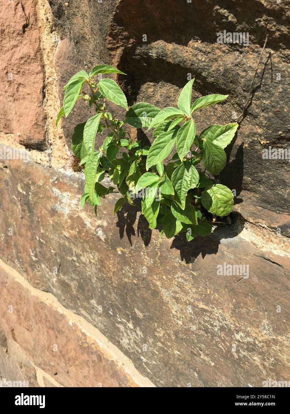 Asian Copperleaf (Acalypha australis) Plantae Stock Photo - Alamy