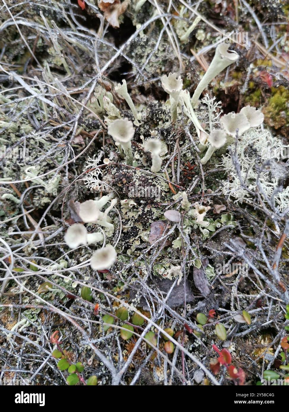 Lesser Sulphur-cup Lichen (Cladonia deformis) Fungi Stock Photo - Alamy