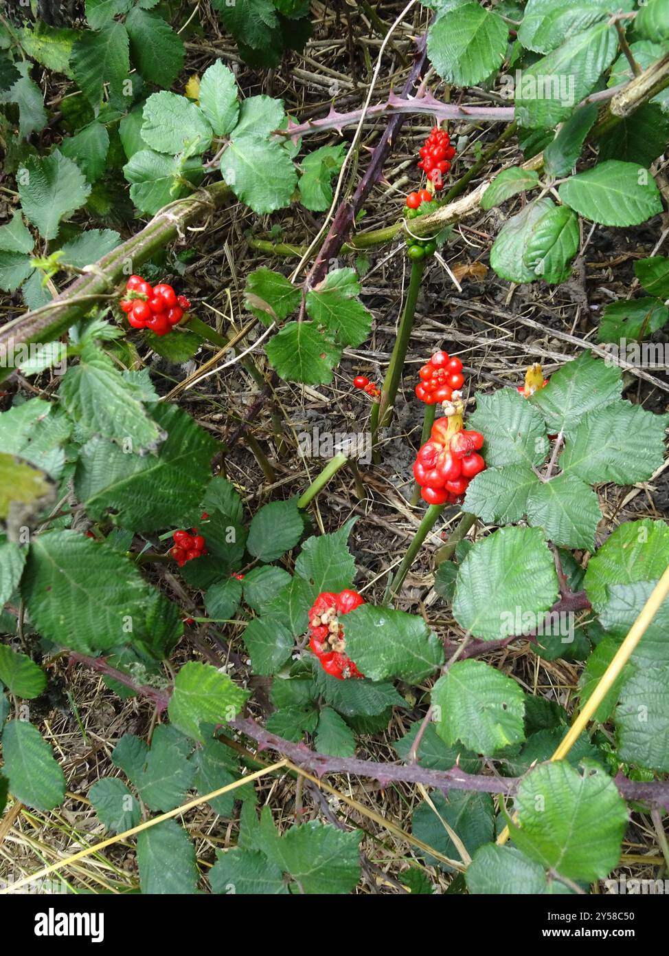 Cuckoo-pint (Arum maculatum) Plantae Stock Photo - Alamy