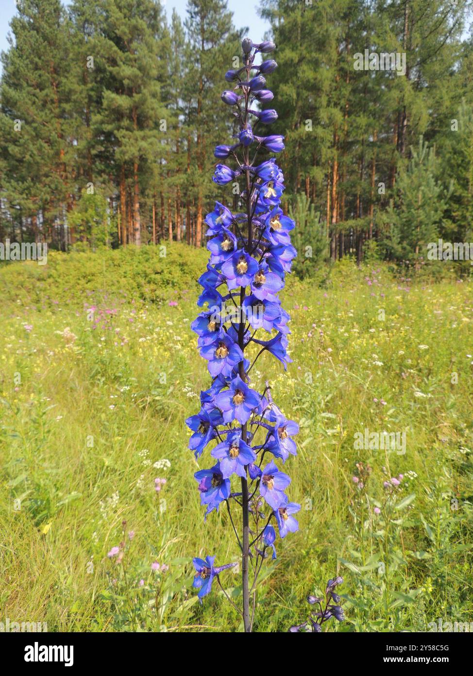 Alpine Larkspur (Delphinium elatum) Plantae Stock Photo - Alamy