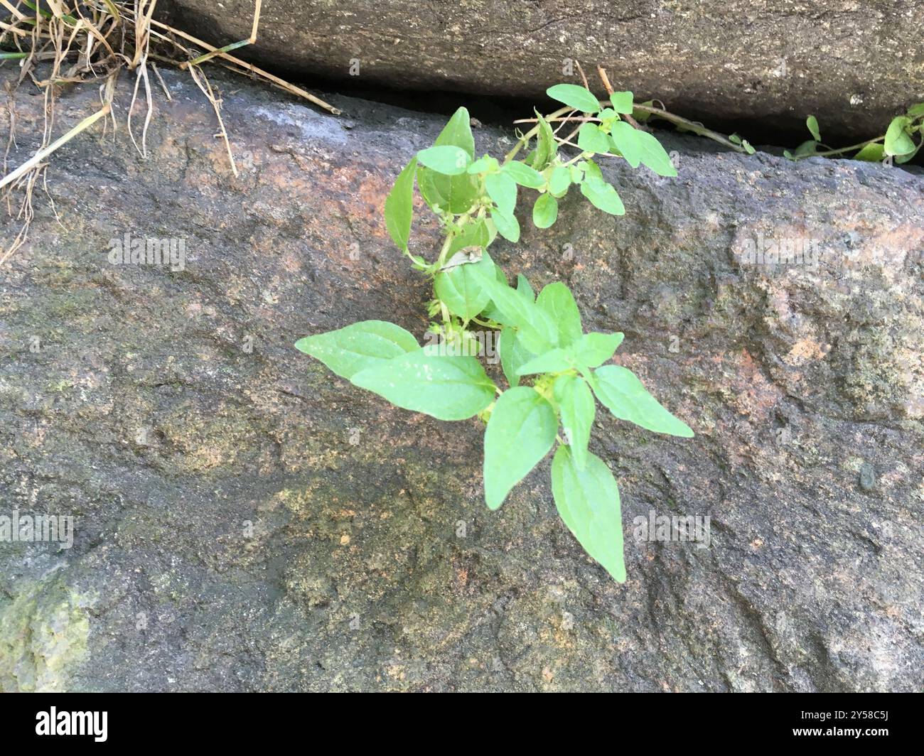 Pennsylvania pellitory (Parietaria pensylvanica) Plantae Stock Photo ...