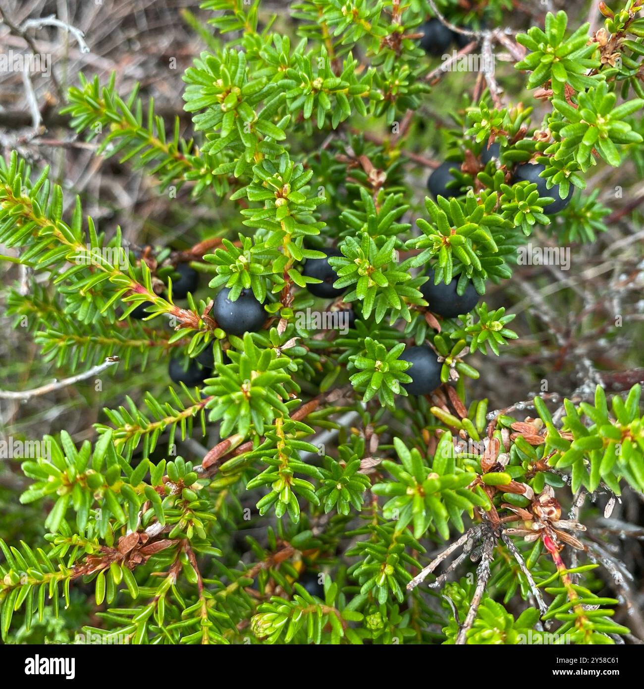 black crowberry (Empetrum nigrum) Plantae Stock Photo - Alamy