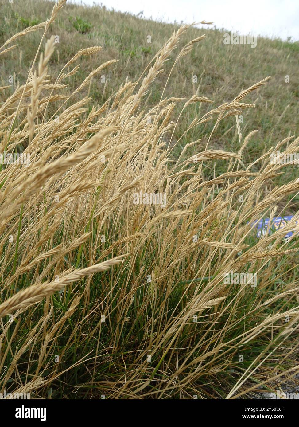 red fescue (Festuca rubra) Plantae Stock Photo - Alamy