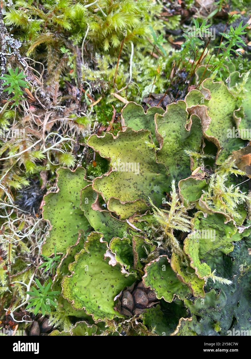 freckled pelt lichen (Peltigera aphthosa) Fungi Stock Photo - Alamy