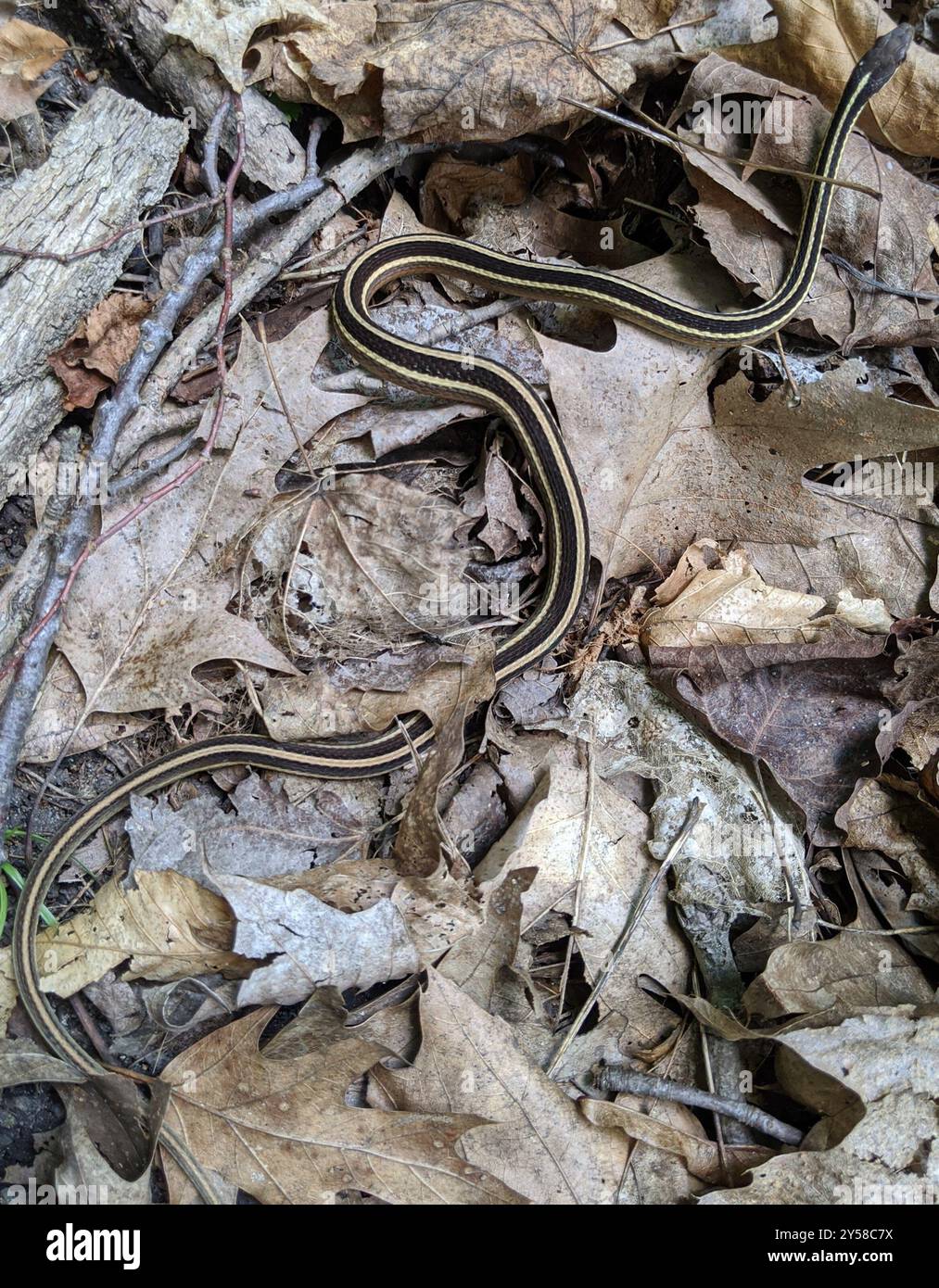 Common Ribbon Snake (Thamnophis saurita) Reptilia Stock Photo - Alamy