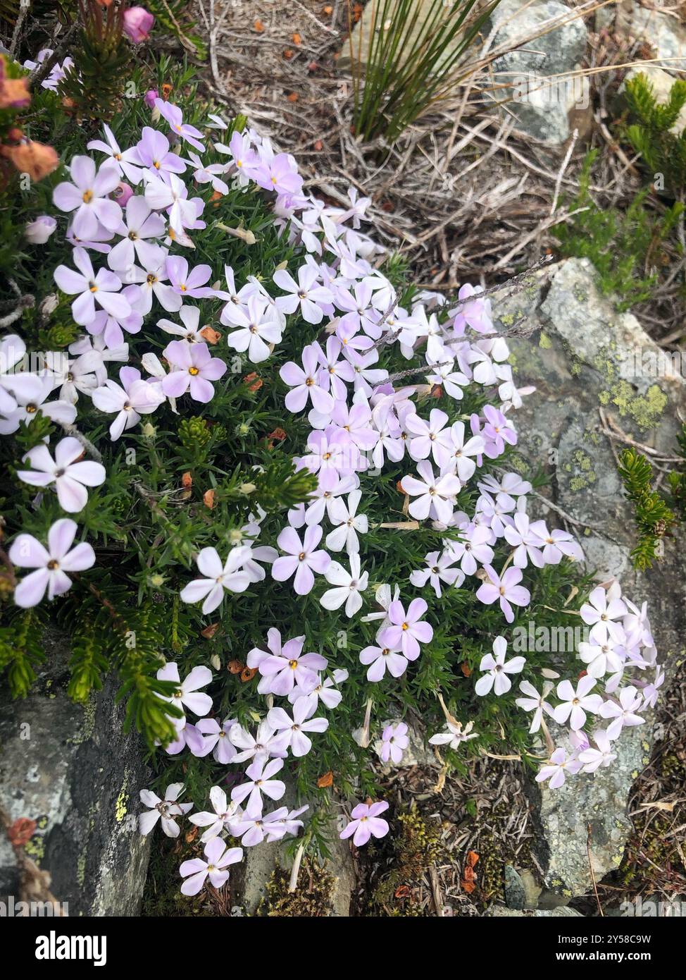 spreading phlox (Phlox diffusa) Plantae Stock Photo - Alamy