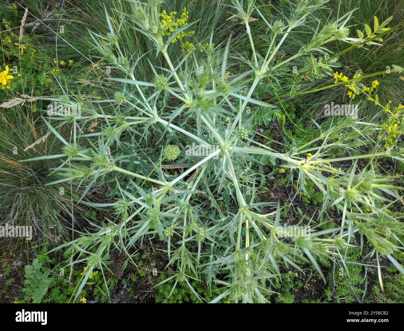 Field Eryngo (Eryngium campestre) Plantae Stock Photo - Alamy