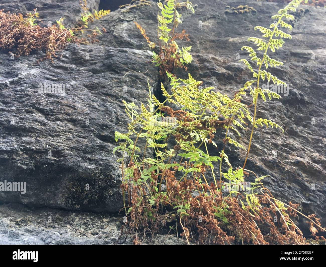 ferns (Polypodiopsida) Plantae Stock Photo - Alamy