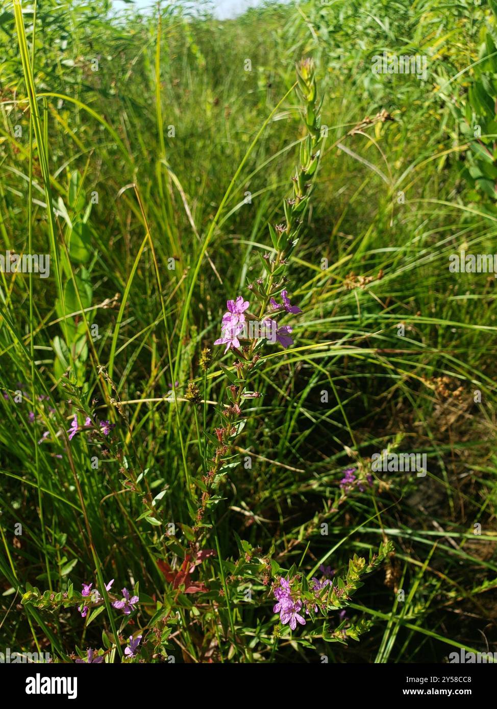 Winged Loosestrife (Lythrum alatum) Plantae Stock Photo - Alamy